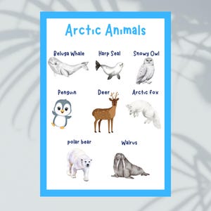 Arctic Animals Wall Chart for Classroom Wall Chart Kids Wall Chart Kids ...