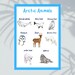 Arctic Animals Wall Chart for Classroom Wall Chart Kids Wall Chart Kids ...