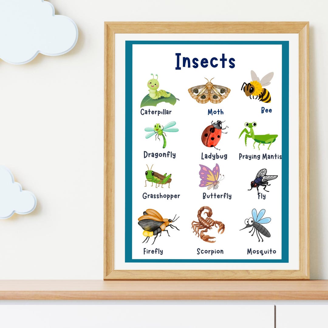 Insect Animals Wall Chart for Classroom Wall Chart Kids Wall Chart Kids ...