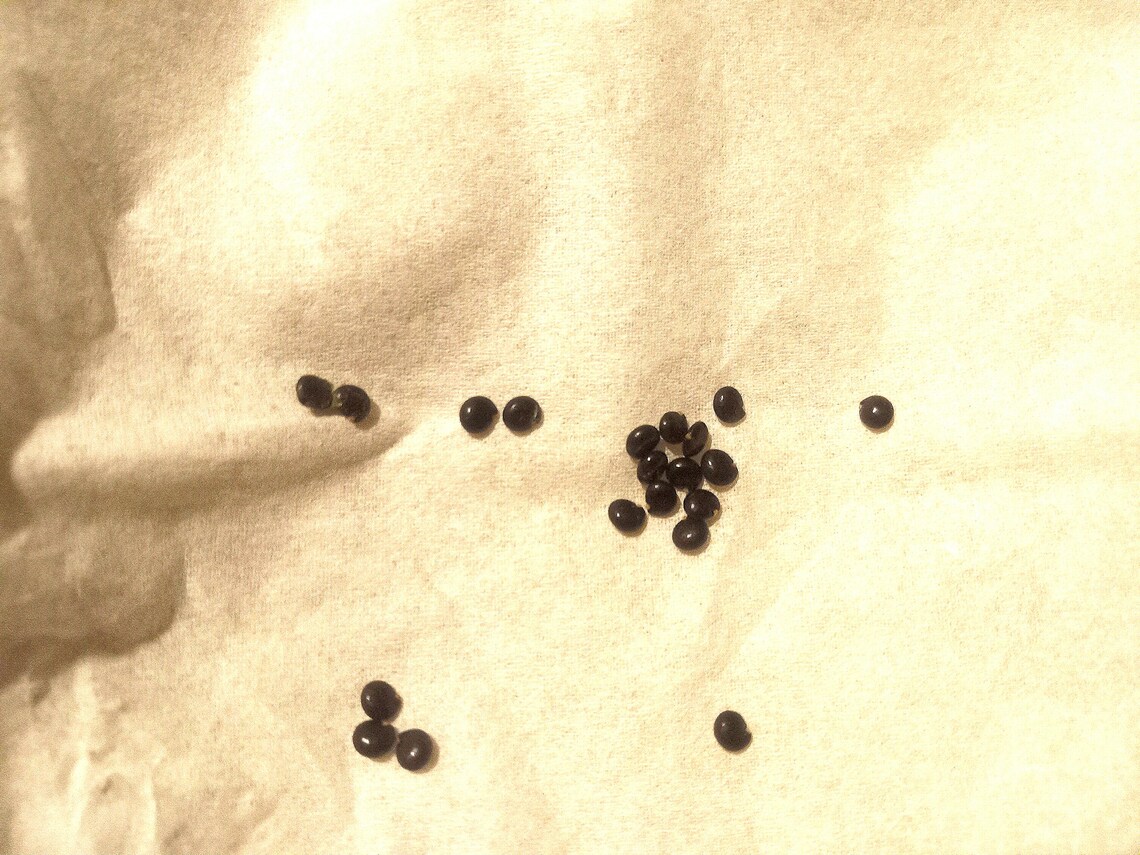 Pokeberry Seeds - Etsy