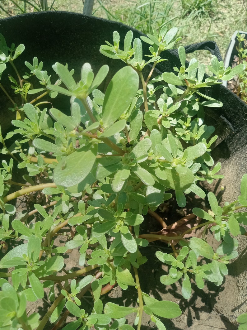 Purslane Seeds - Etsy