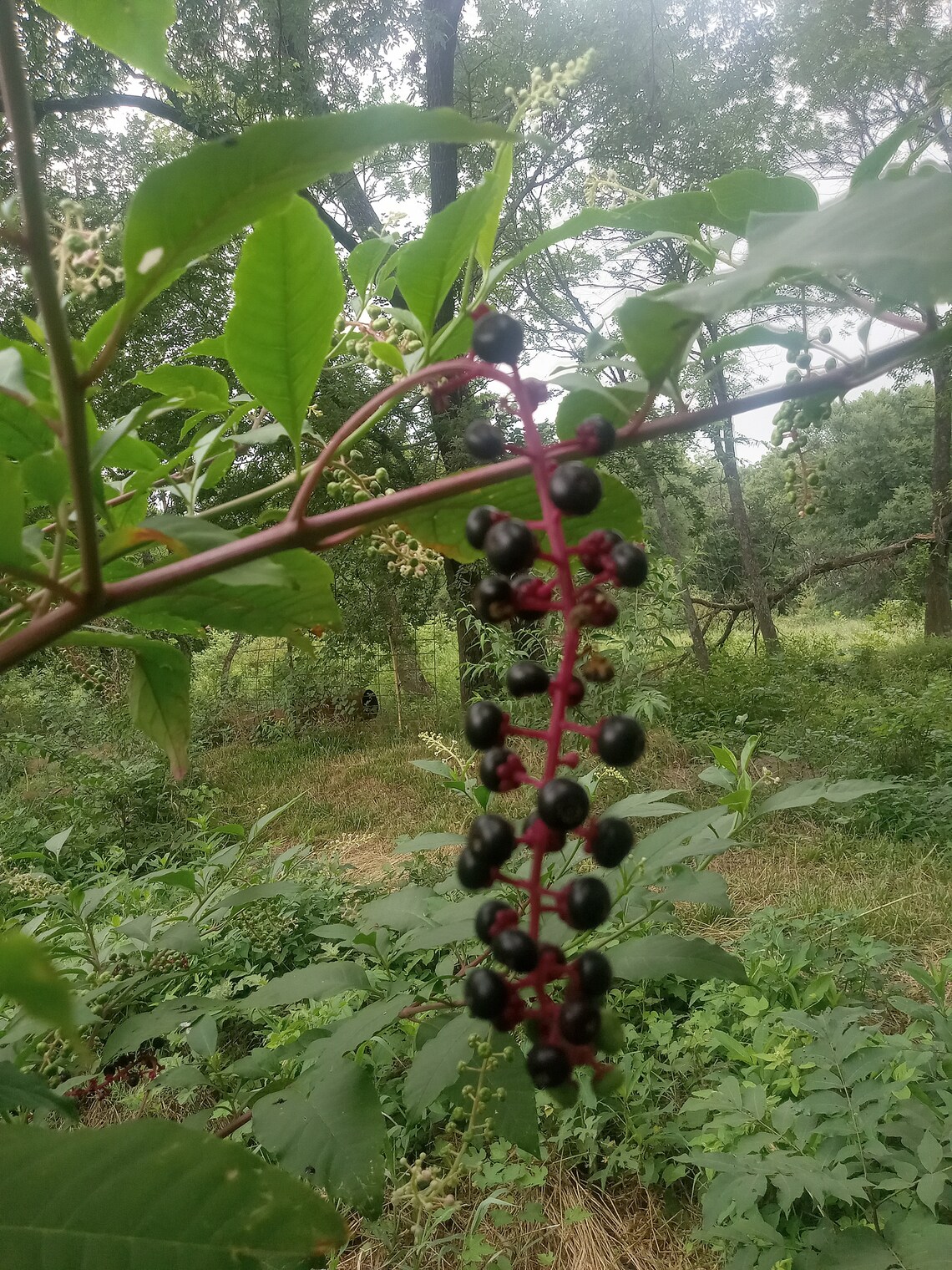 Pokeberry Seeds - Etsy