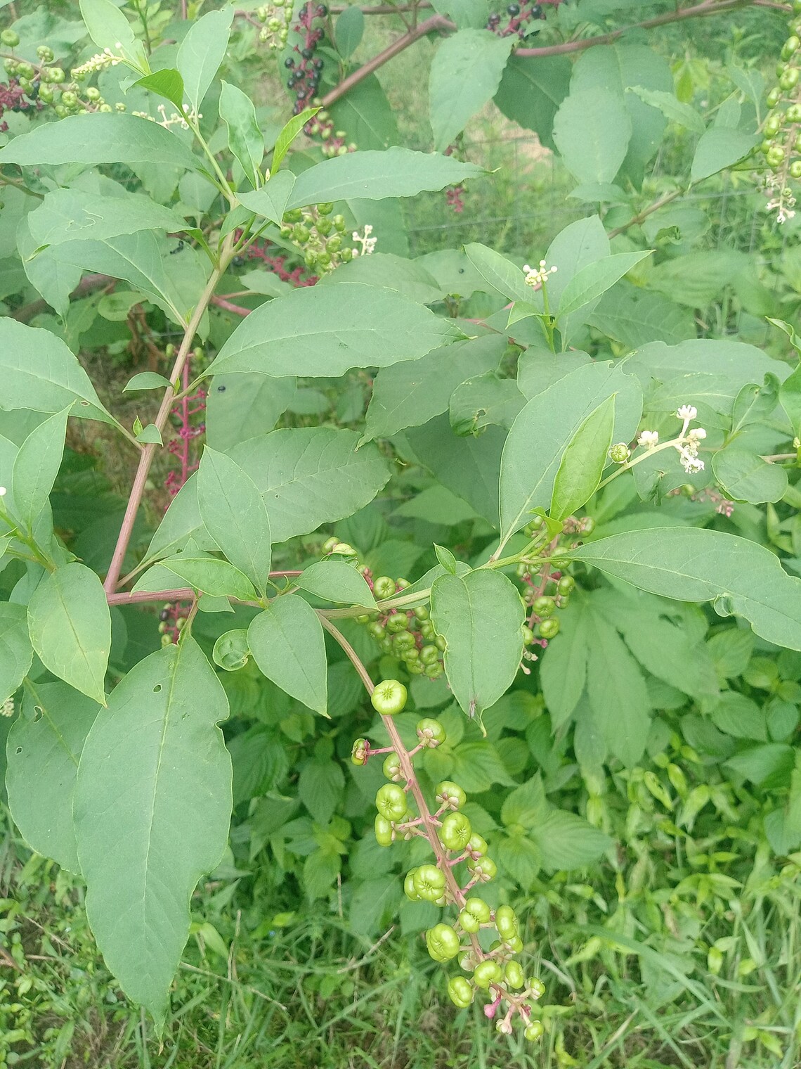 Pokeberry Seeds - Etsy