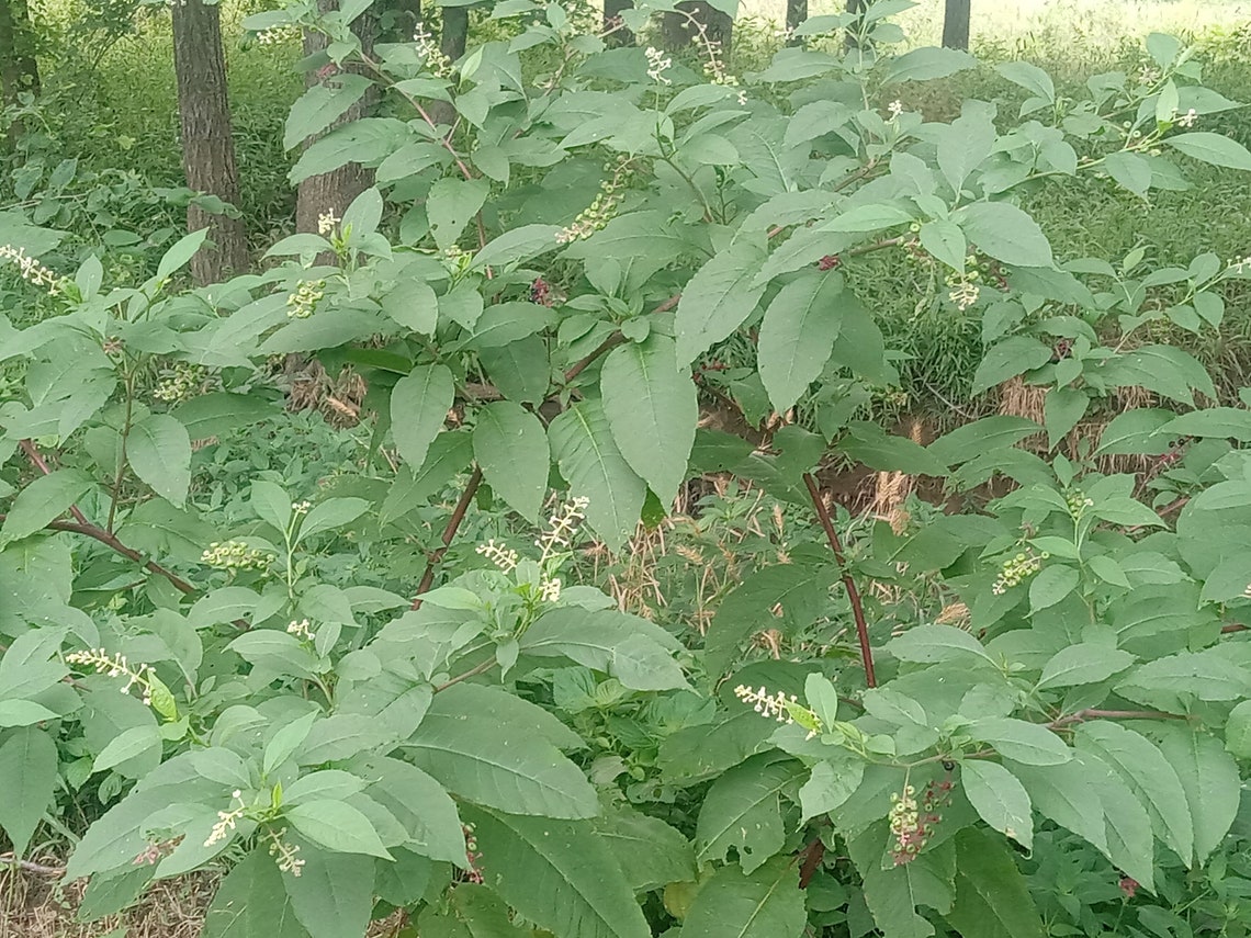 Pokeberry Seeds - Etsy