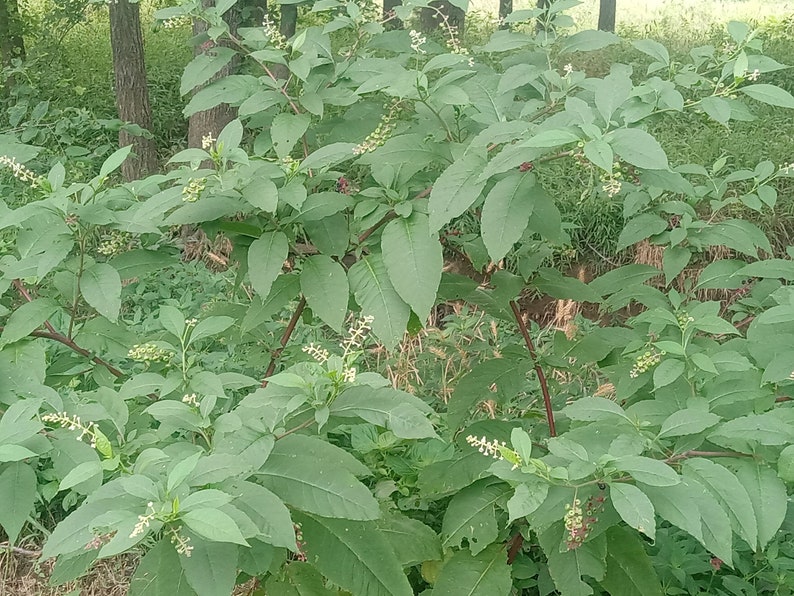 Pokeberry Seeds - Etsy