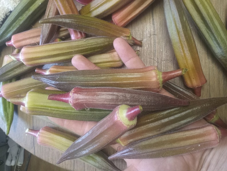 Red Burgundy Okra Seeds - Etsy
