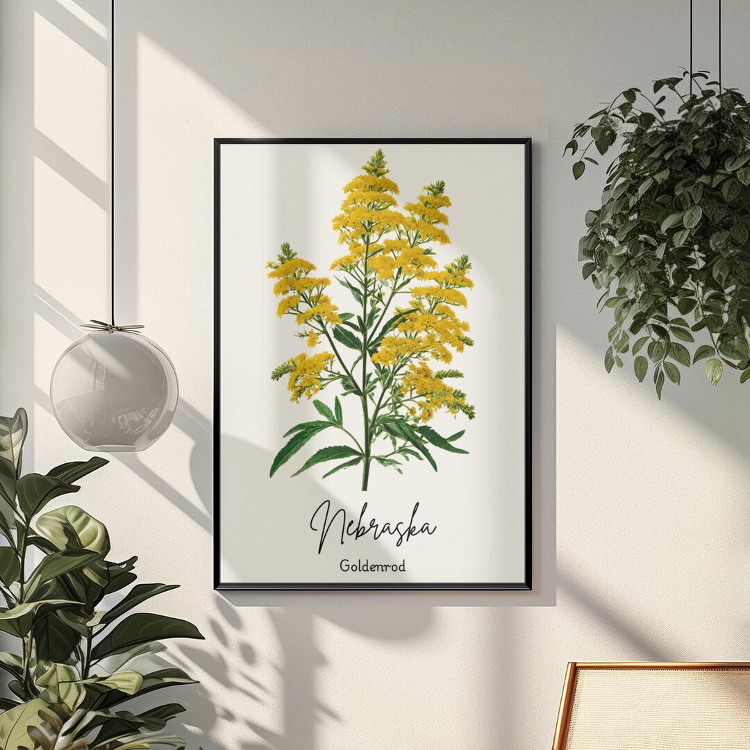 Nebraska State Flower Art Print, Elegant Botanical Art, Goldenrod Art ...