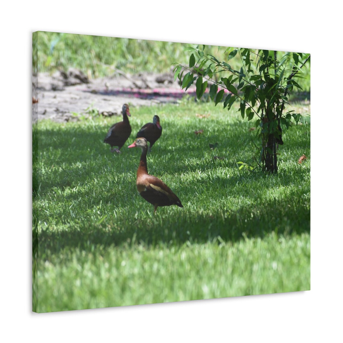 Ducks by the Lake; Green Nature Canvas Wall Art - Etsy