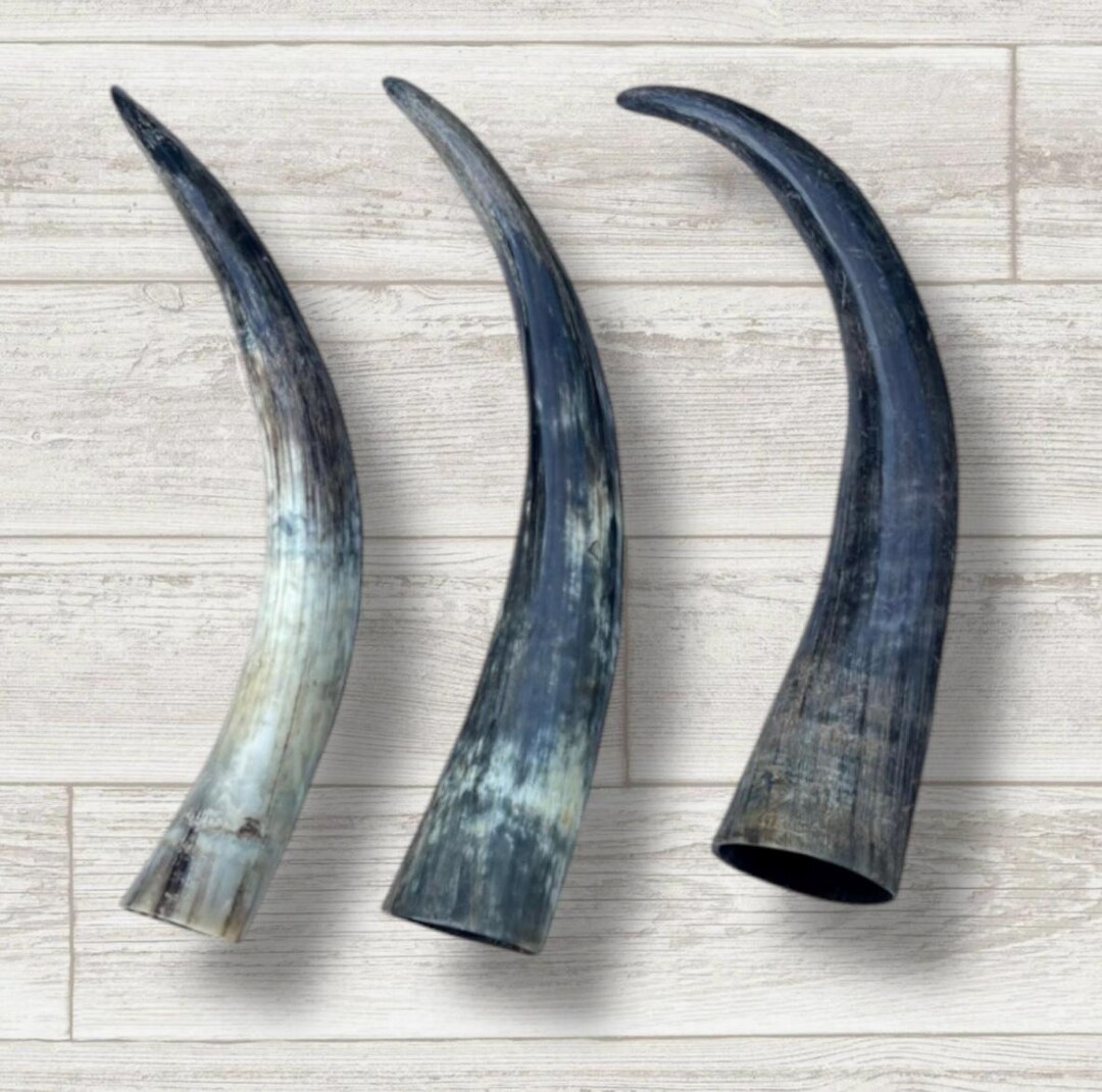 Polished Cow Horns 1618 Cattle Horn Western Decor Steer Bull Viking ...