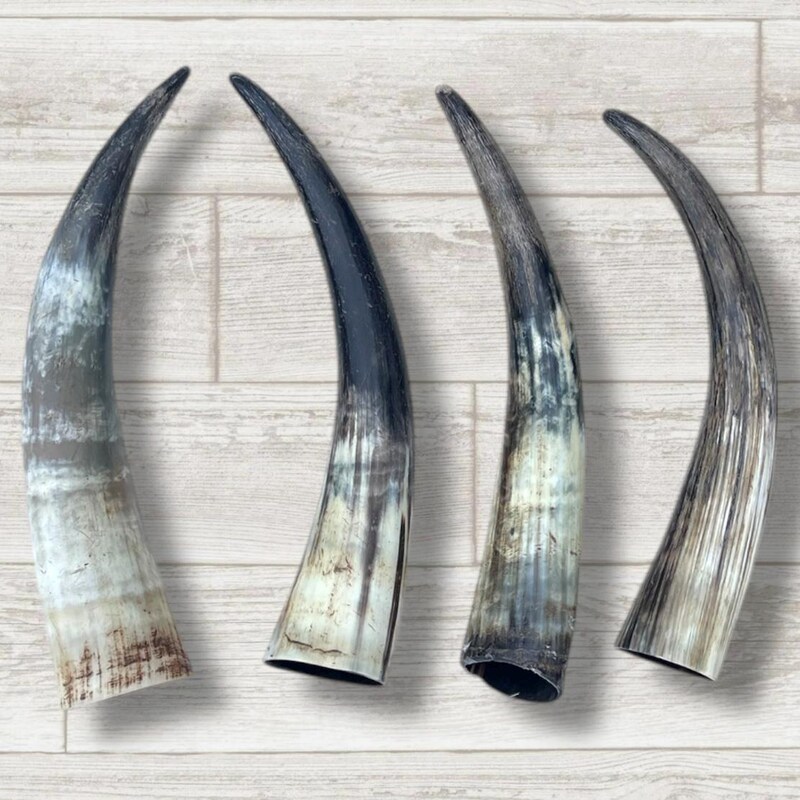 Raw Cow Horns - Etsy