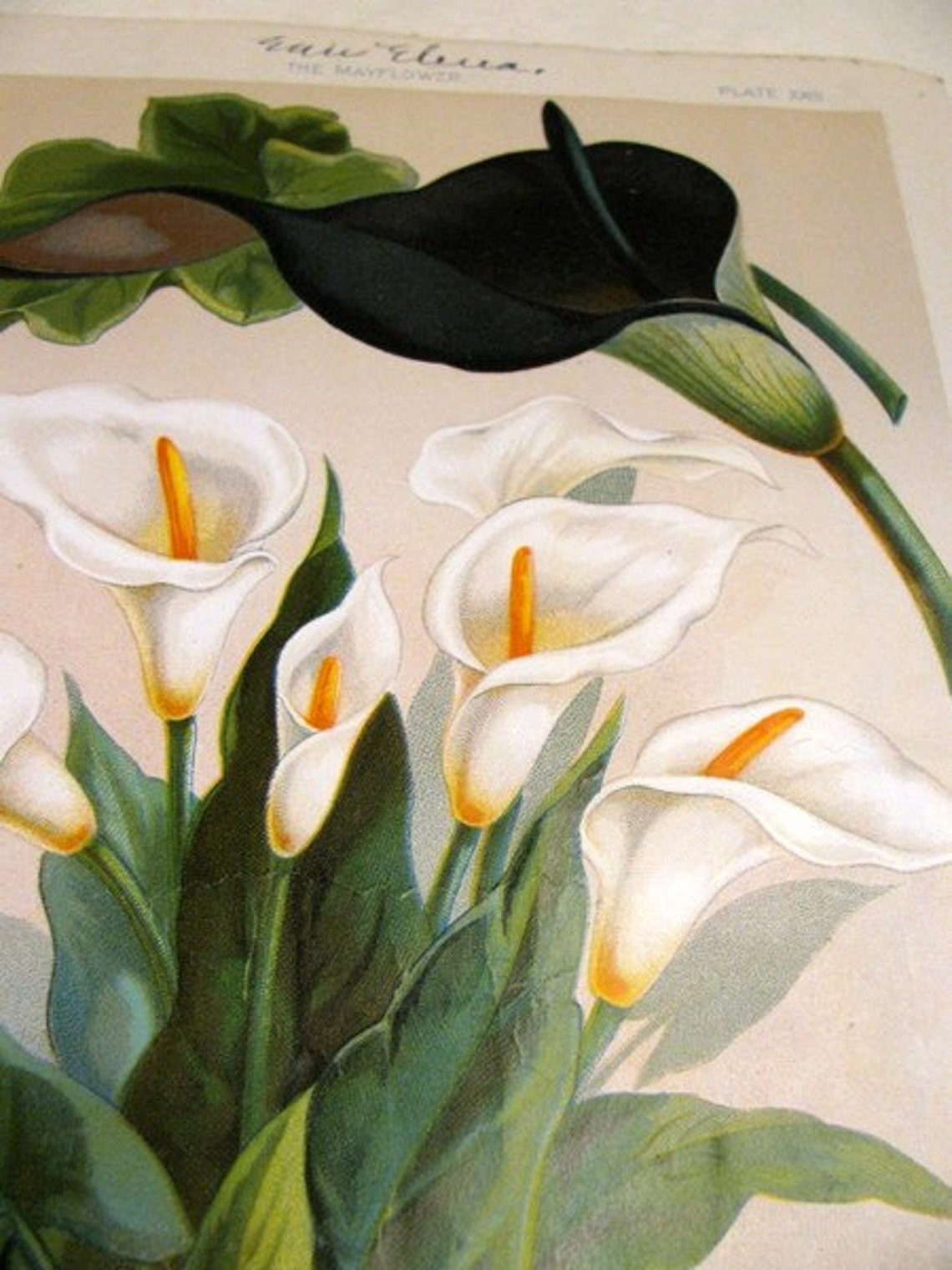 Black Calla Lily Print | Etsy