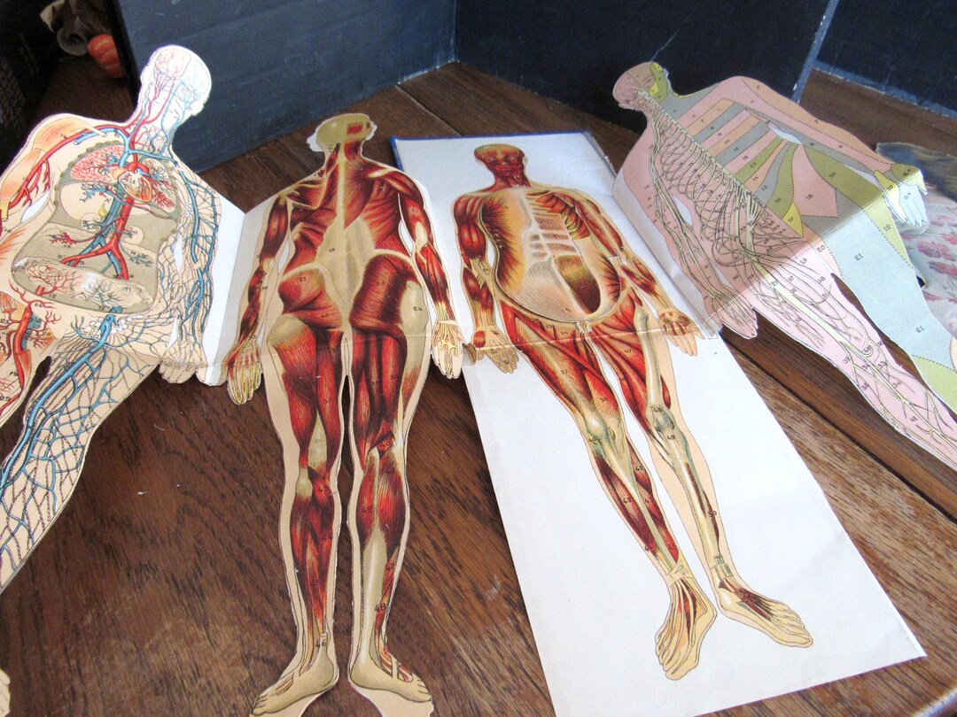 Vintage French Female Anatomy Fold Out Charts Skeletal Nervous System ...