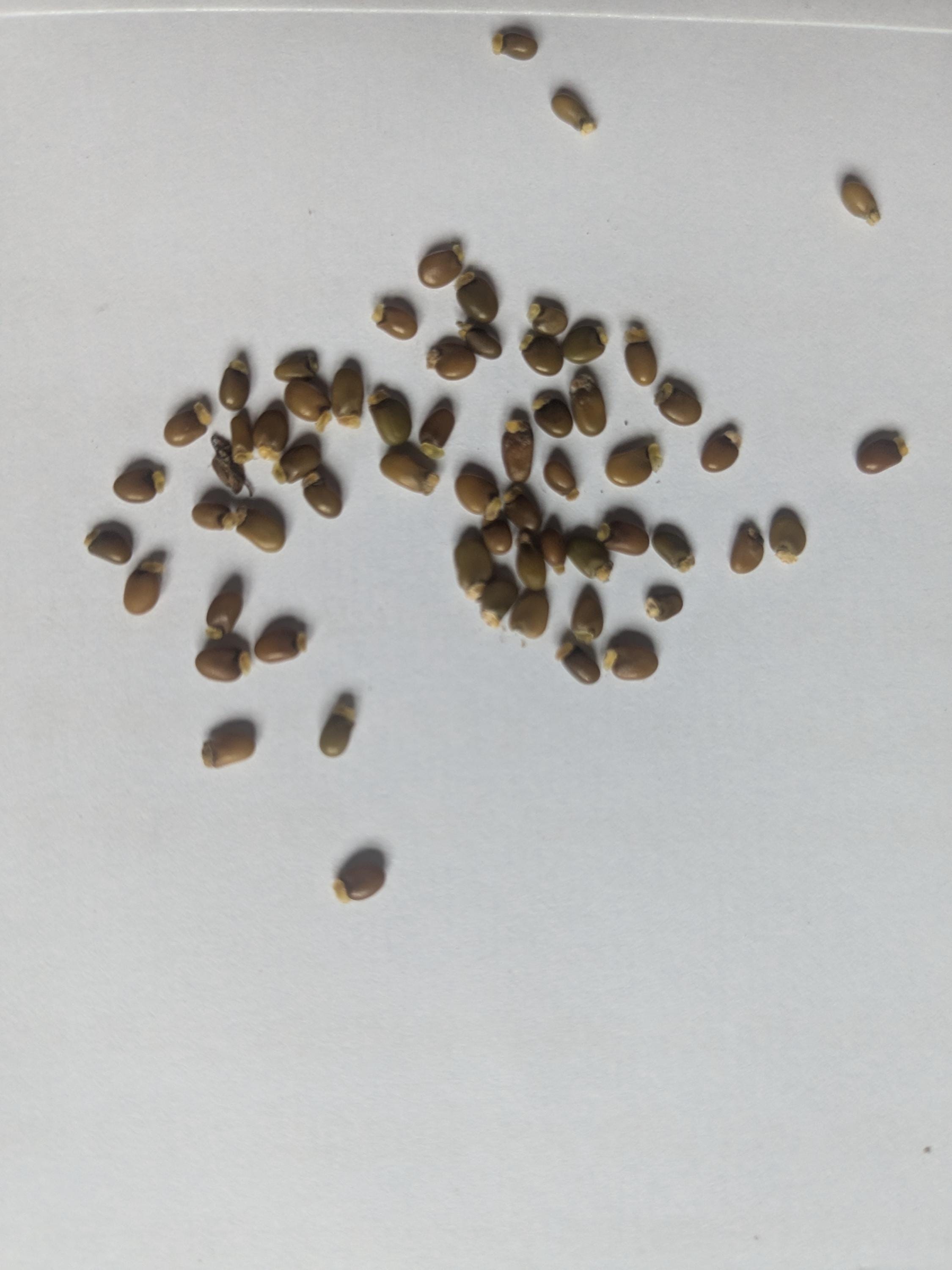 25 X Scotch Broom Seeds ( Common Broom) - Etsy