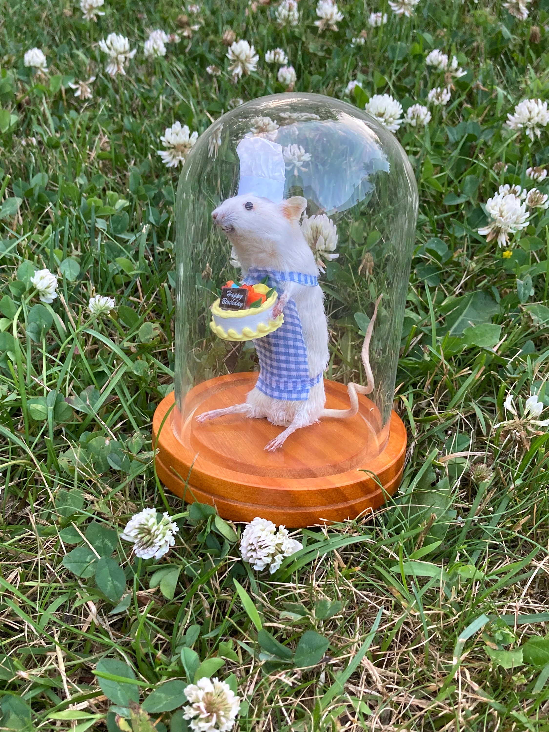 Baker Mouse Taxidermy - Etsy