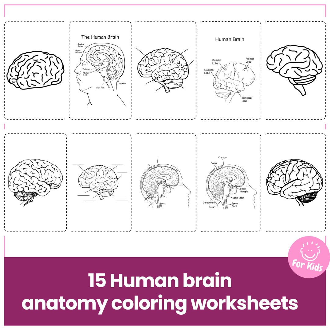 Human Brain Anatomy Coloring Worksheets for Kids, Kids Fun Learning ...
