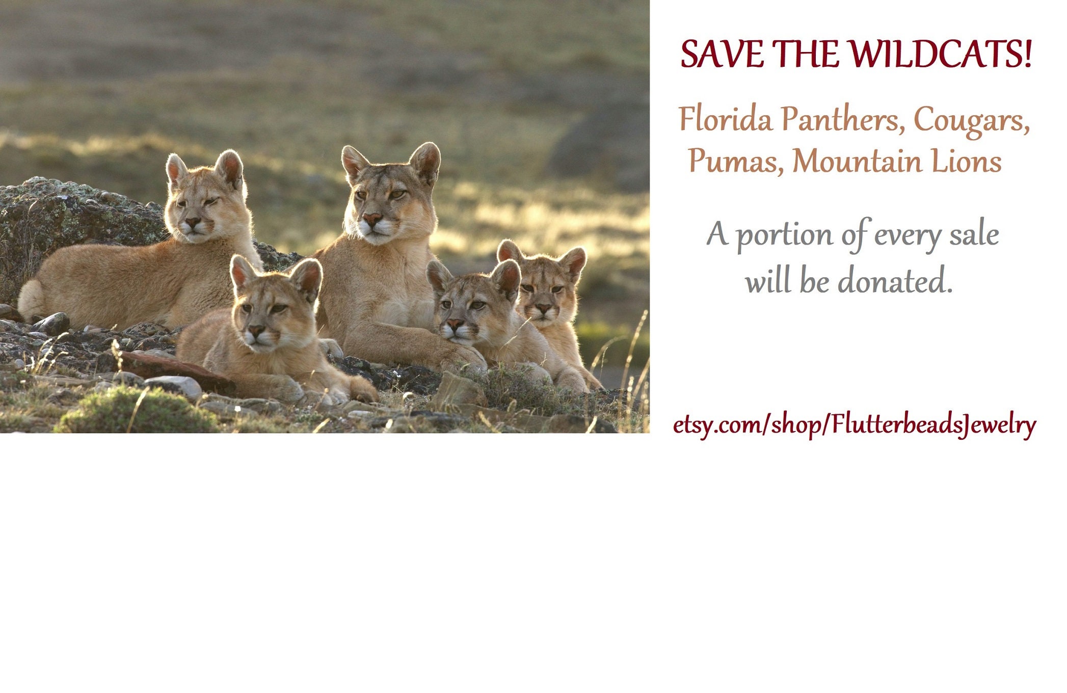 Wild Cats Themed Mystery Package, Panthers, Cougars, Pumas, Mountain ...