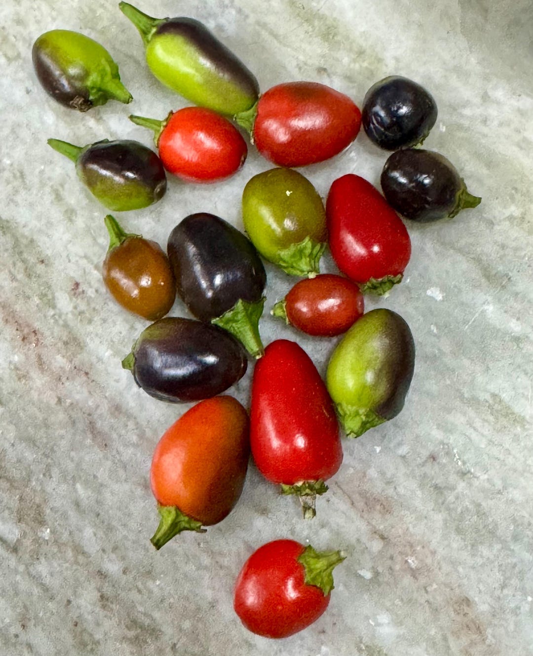 Chiltepin Pepper - Capsicum Annuum Var. Glabriusculum - Etsy