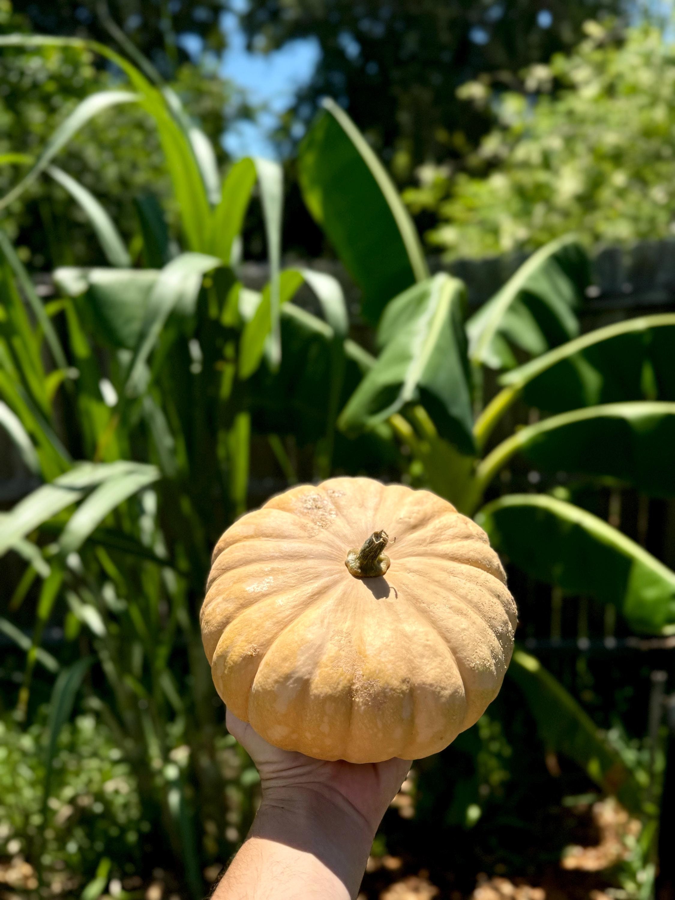 Seminole Pumpkin - Florida Grown - Etsy