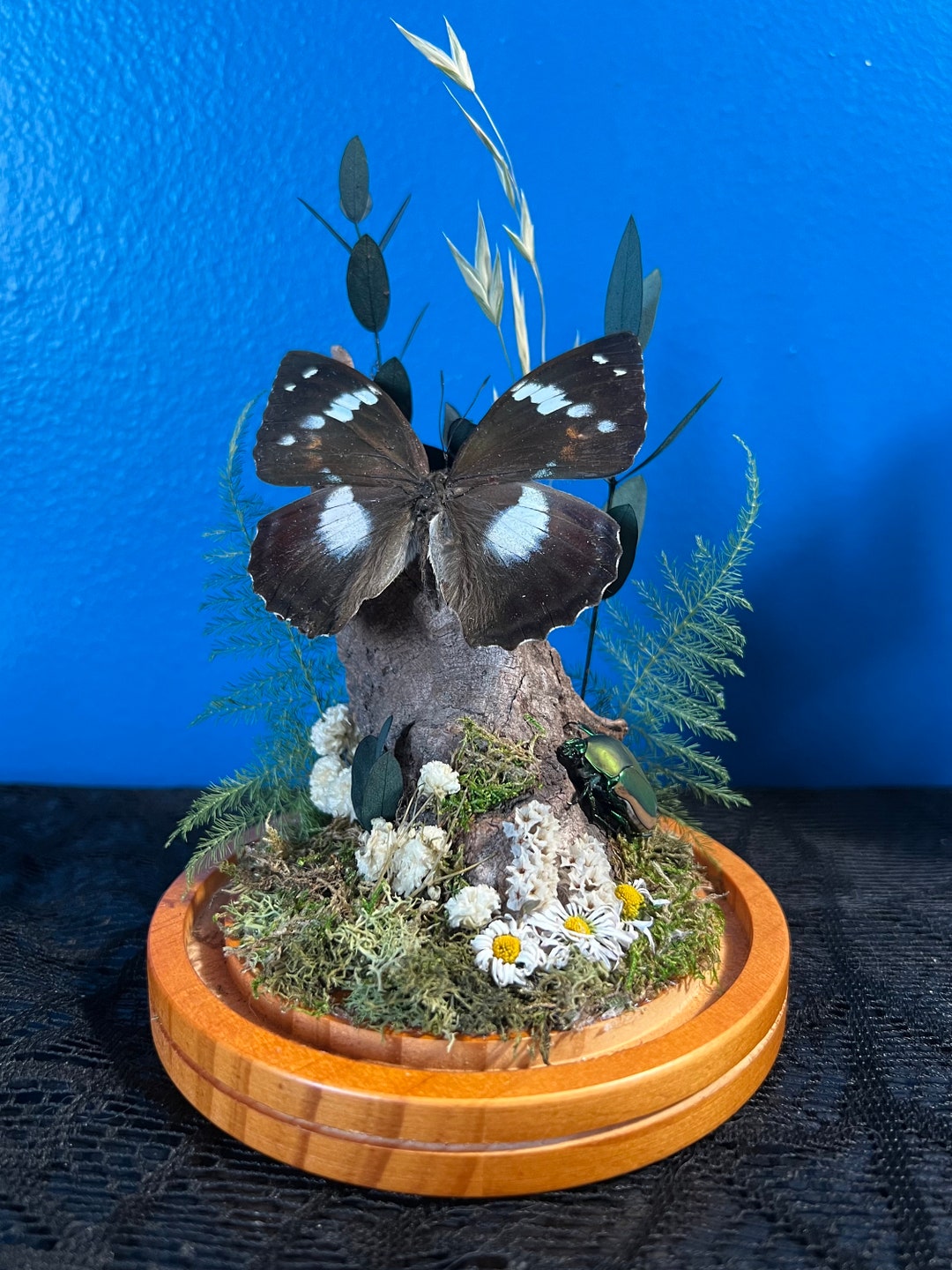 Butterfly and June Bug With Dry Florals in Glass Cloche - Etsy