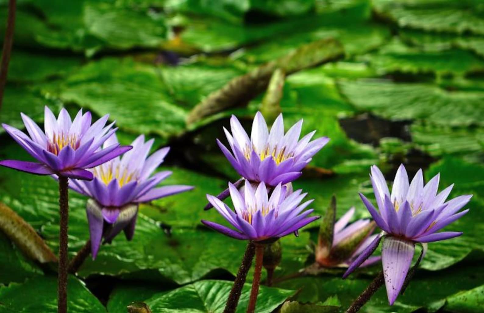 Custom Koi Pond Design Service - Complete Personalised Design Just for ...