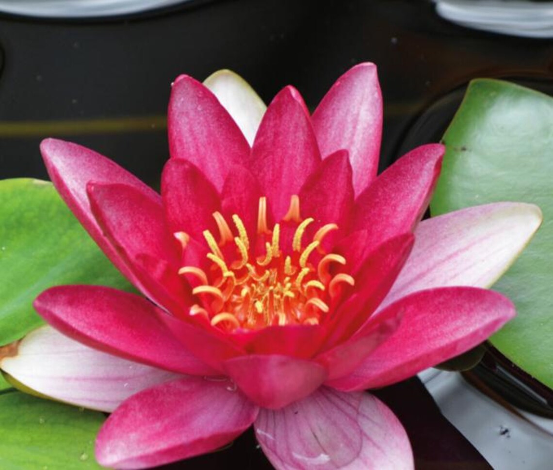 Custom Koi Pond Design Service - Complete Personalised Design Just for ...