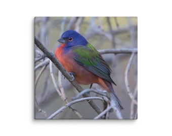Wall Art, Male Painted Bunting Bird, Nature, Wildlife, Art From My ...