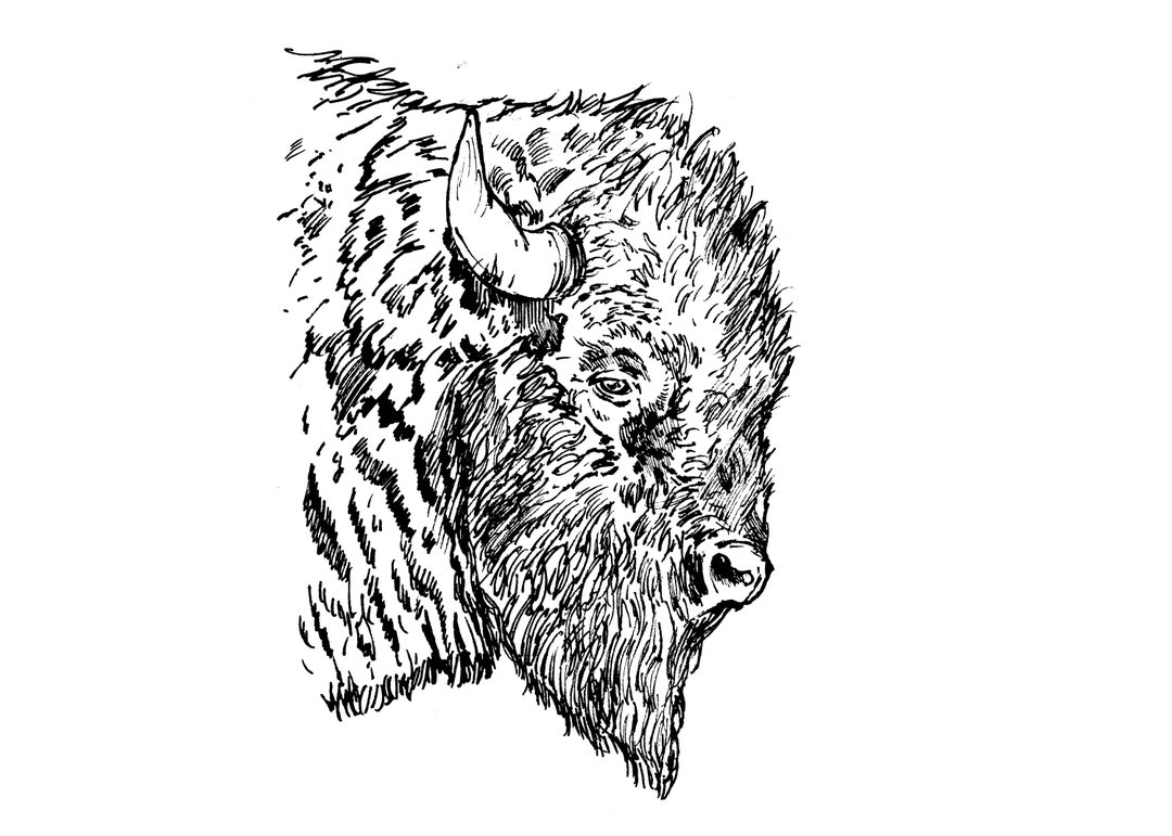 Buffalo Pen and Ink Drawing Art Print 7 X 5 Inch - Etsy