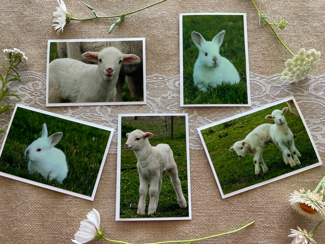 5 BABY ANIMAL Note Cards With Envelopes Greeting Cards Blank Note Card ...