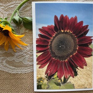 6 SUNFLOWER Note Cards With Envelopes Greeting Cards Blank Note Card ...