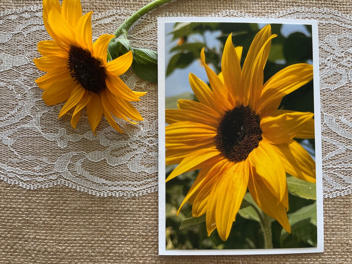 6 SUNFLOWER Note Cards With Envelopes Greeting Cards Blank Note Card ...