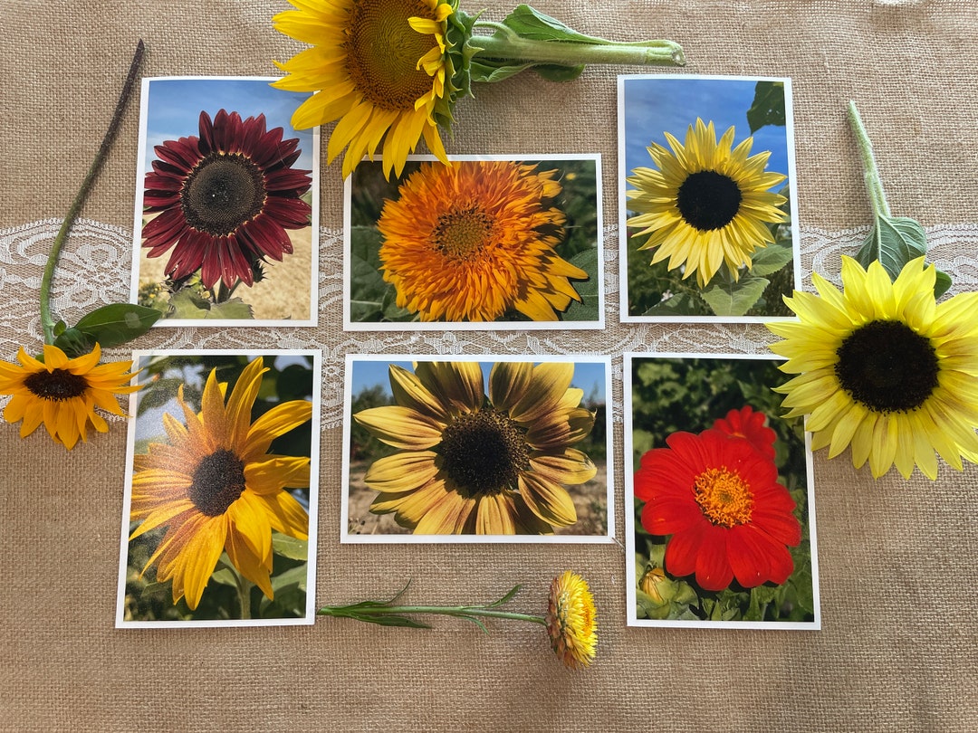6 SUNFLOWER Note Cards With Envelopes Greeting Cards Blank Note Card ...