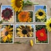 6 SUNFLOWER Note Cards With Envelopes Greeting Cards Blank Note Card ...