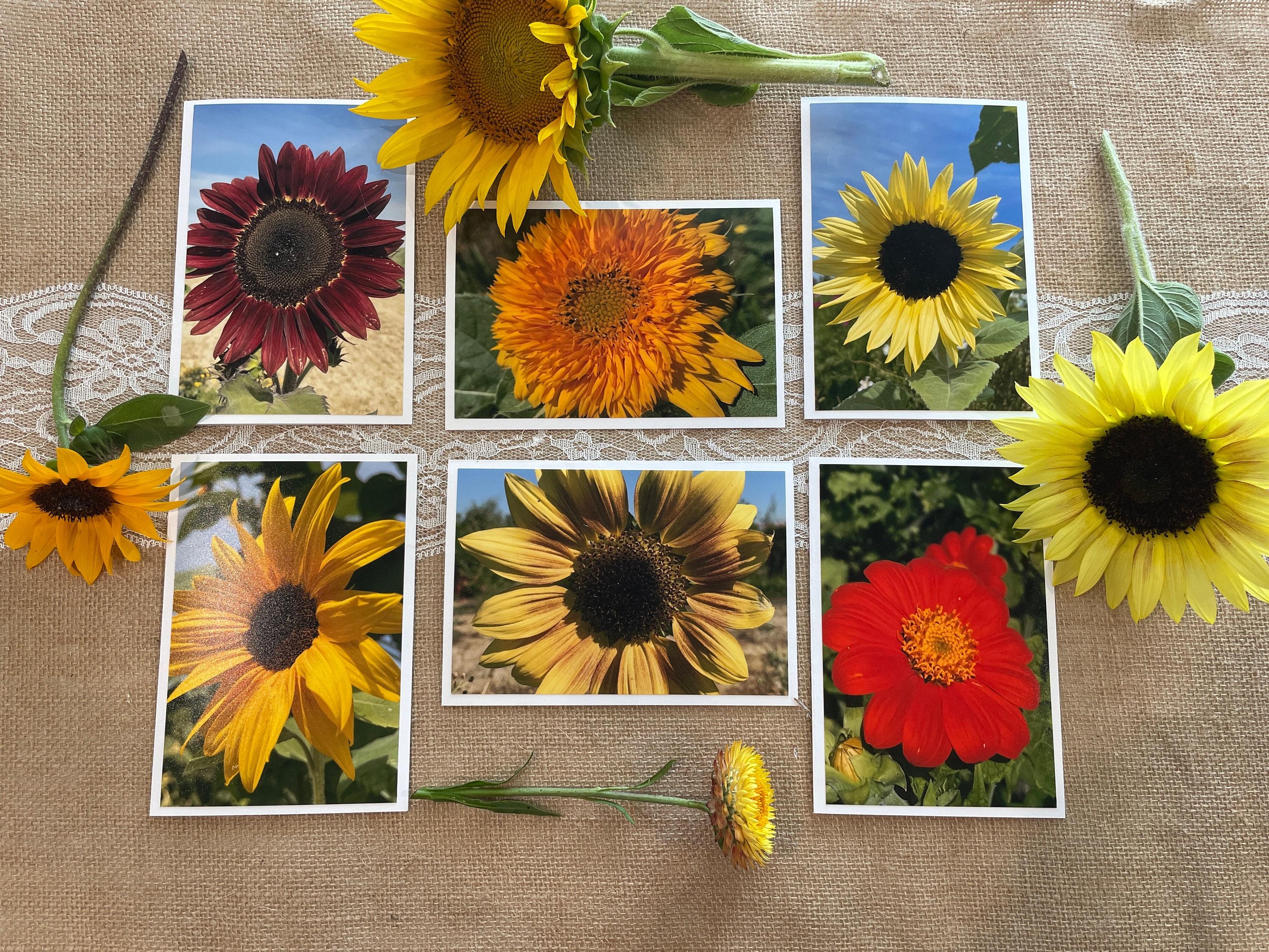 6 SUNFLOWER Note Cards With Envelopes Greeting Cards Blank Note Card ...