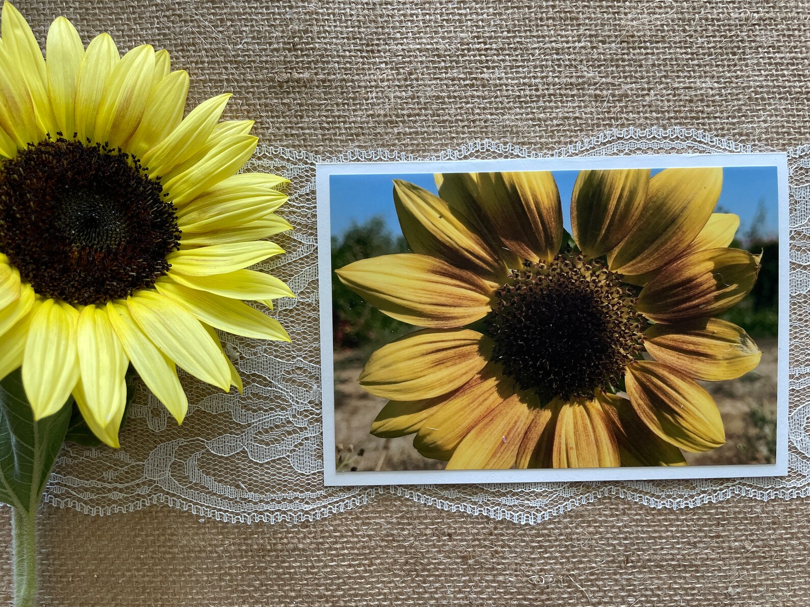 6 SUNFLOWER Note Cards With Envelopes Greeting Cards Blank Note Card ...