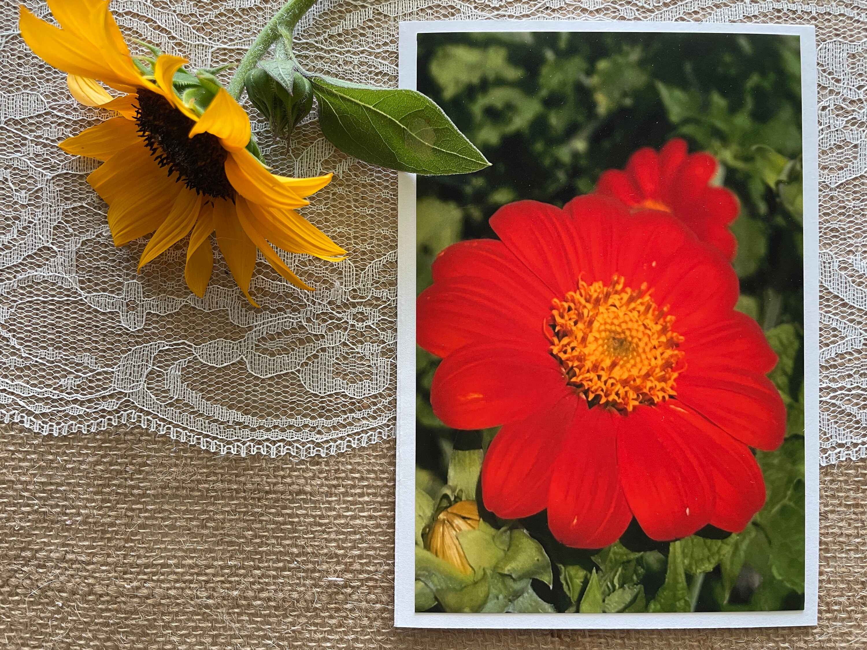 6 SUNFLOWER Note Cards With Envelopes Greeting Cards Blank Note Card ...