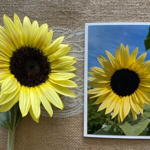 6 SUNFLOWER Note Cards With Envelopes Greeting Cards Blank Note Card ...