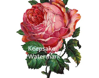 Pink Cabbage Rose Fabric - Etsy