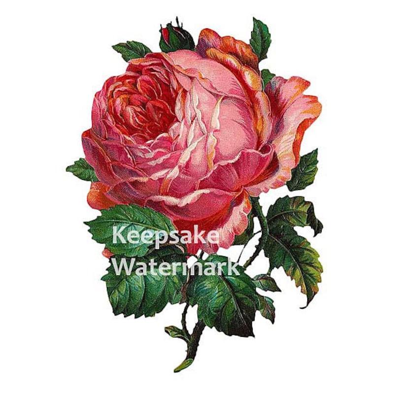 Pink Cabbage Rose - Etsy