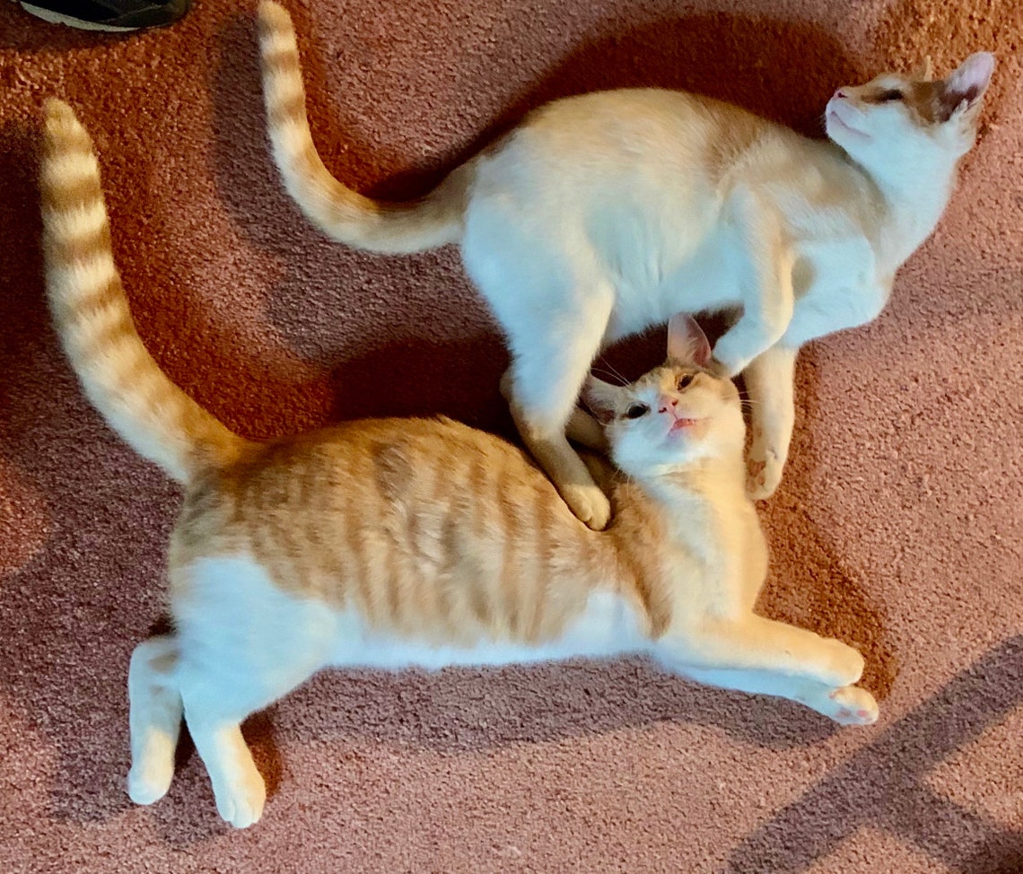 Wall Clock: Handmade Cat Time Whimsical Pottery for Kitty - Etsy