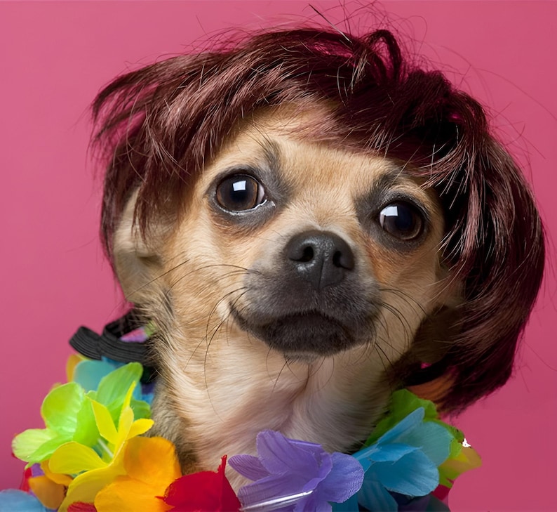 Funny Pet Wig: Trimmable Costume Wig for Dogs & Cats - Etsy