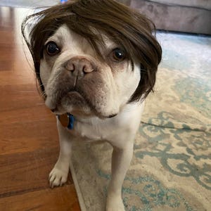 Funny Pet Wig: Trimmable Costume Wig for Dogs & Cats - Etsy