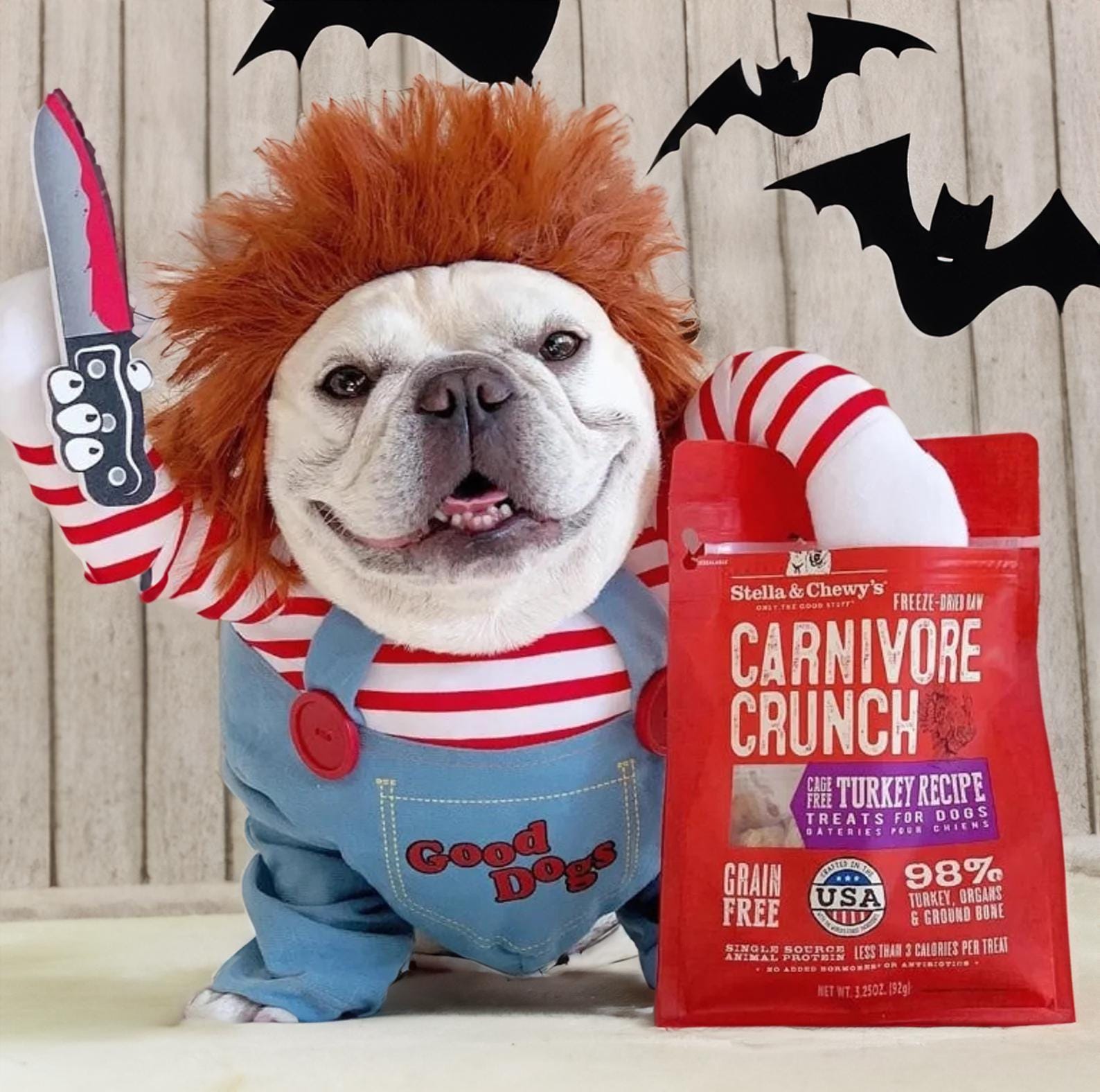 Spooky Pet Halloween Costume - Etsy