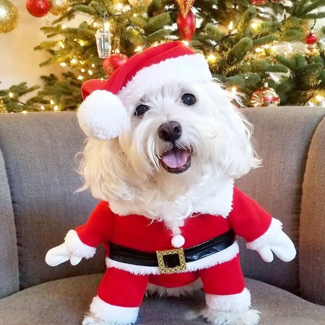 Santa Dog Costume: Festive Christmas Pet Outfit With Hat - Etsy