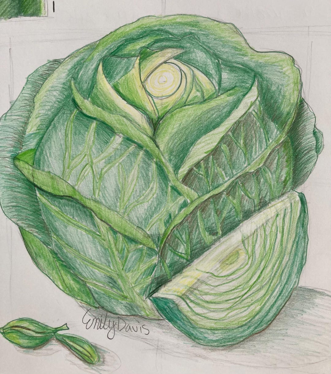 Original Cabbage Drawing, Vegetable Drawing, Cabbage Painting, Veggie ...