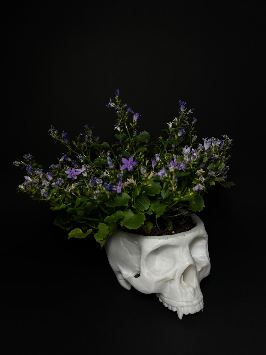 Hanging Vampire Skull Planter, Fangs, Gothic, Decor, Ritual, Home Decor ...