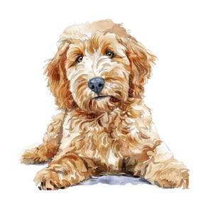 12 Goldendoodle Clipart Watercolor Bundle, Dog Portrait, Printable ...