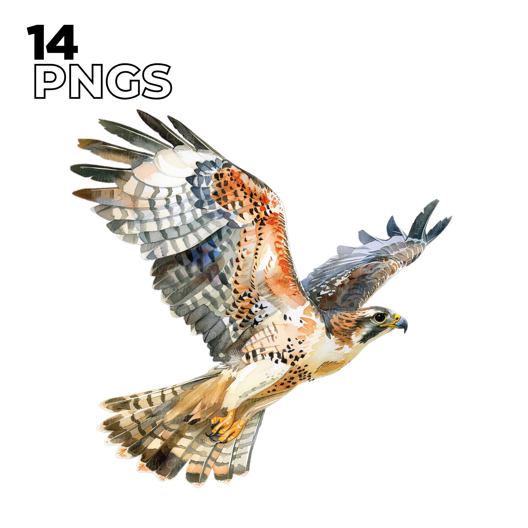 14 Hawk Clipart, Bird of Prey Illustration, Flying Hawk, Printable ...