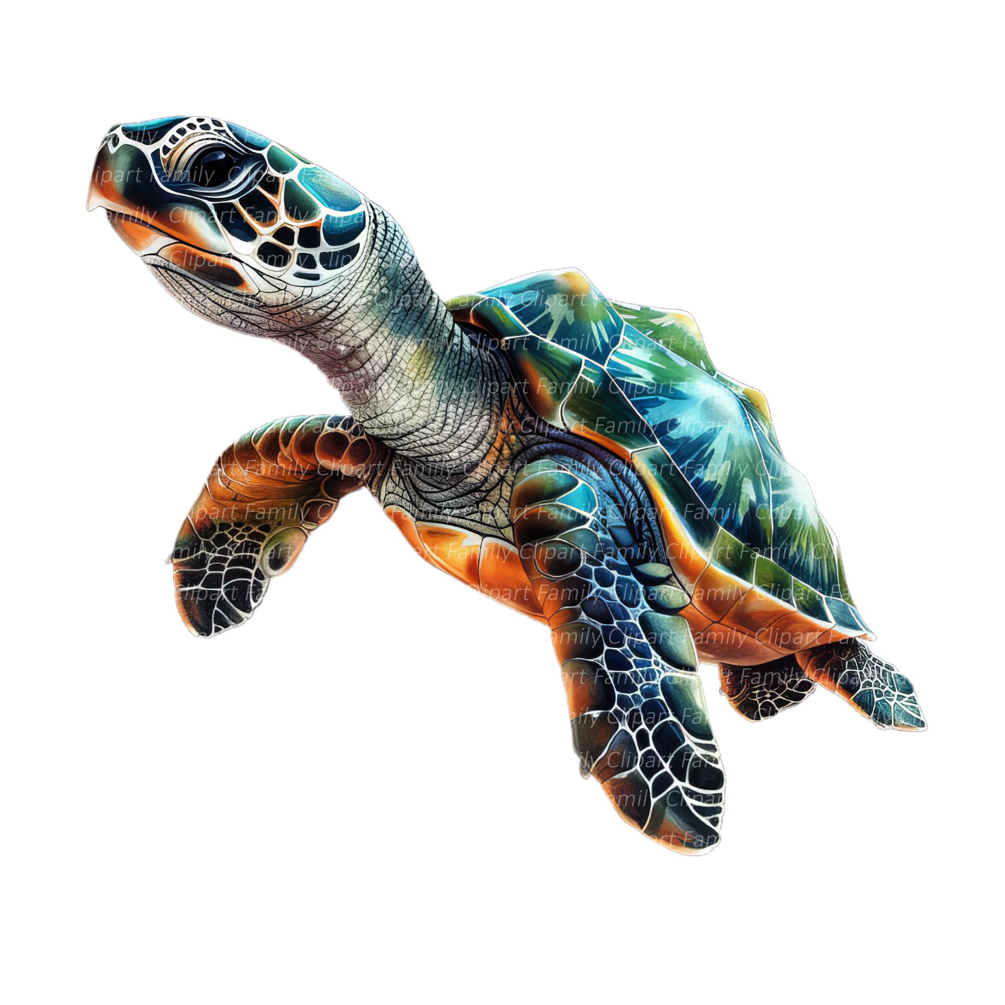 Sea Turtle Clipart, PNG Bundle, Colorful Turtle, Printable Watercolor ...