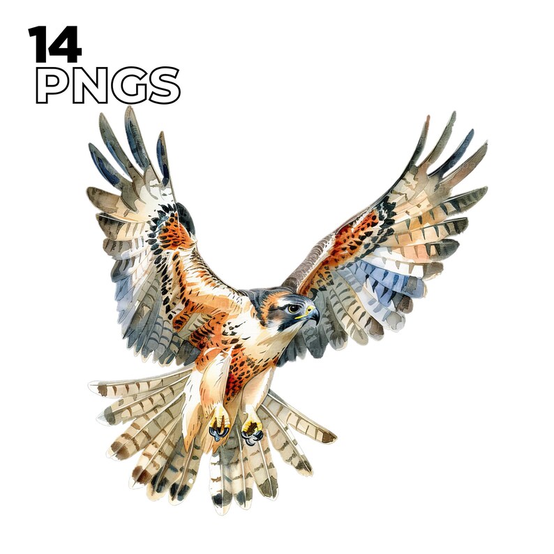 14 Hawk Clipart, Bird of Prey Illustration, Flying Hawk, Printable ...