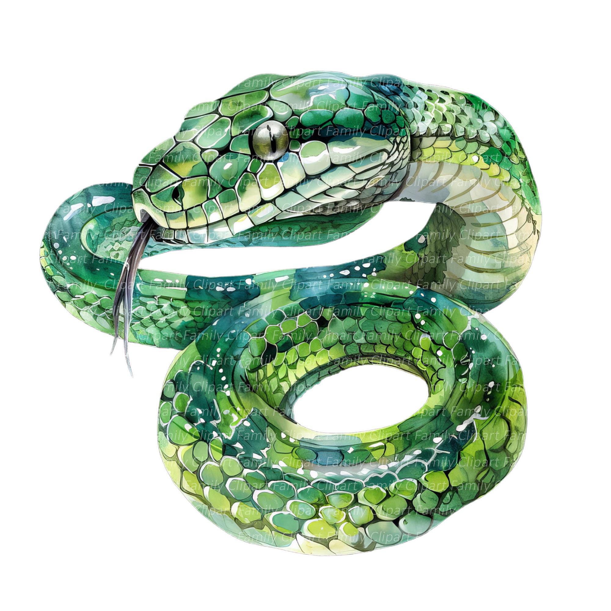 15 Watercolor Snakes Clipart, Snakes Clip Art, Printable Watercolor ...